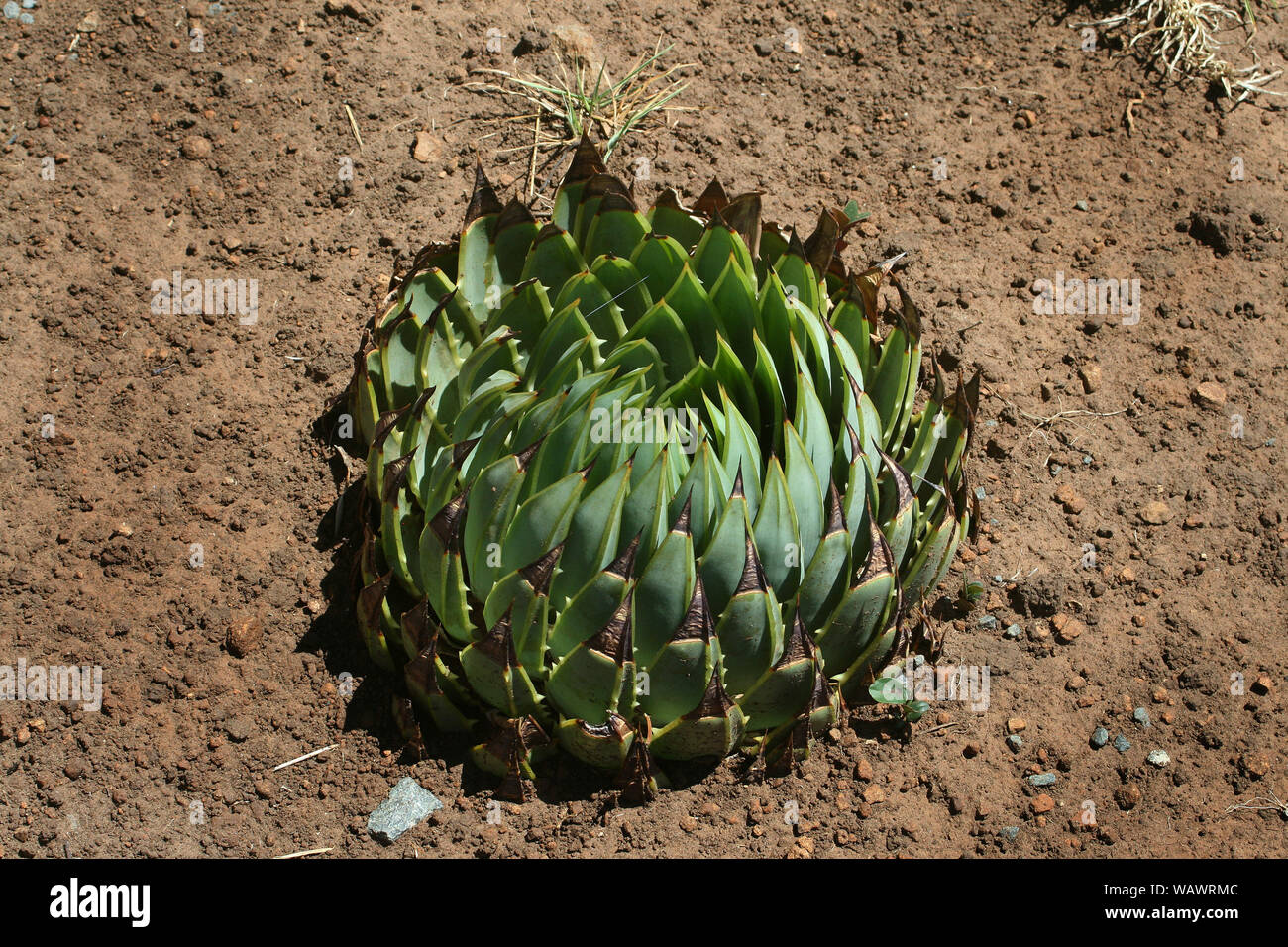 Spiral aloe, Basotho Cultural Village, Free State, South Africa Stock ...