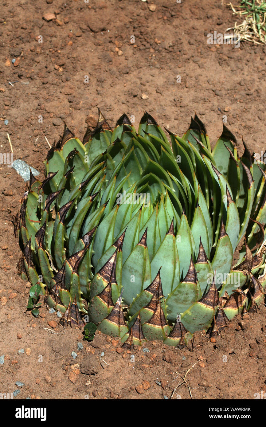 Spiral aloe, Basotho Cultural Village, Free State, South Africa Stock ...