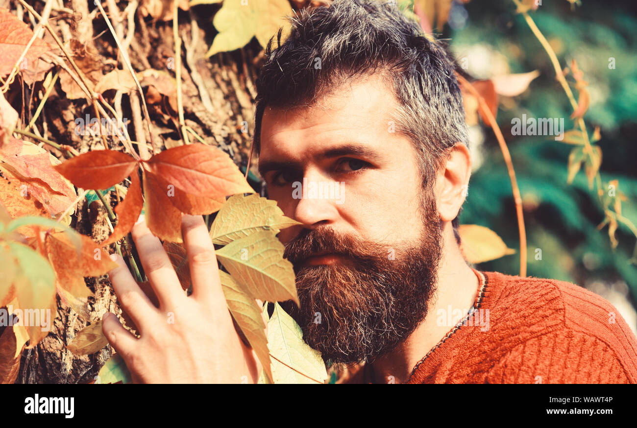 Autumn season and masculinity concept. Macho with beard enjoys fall ...