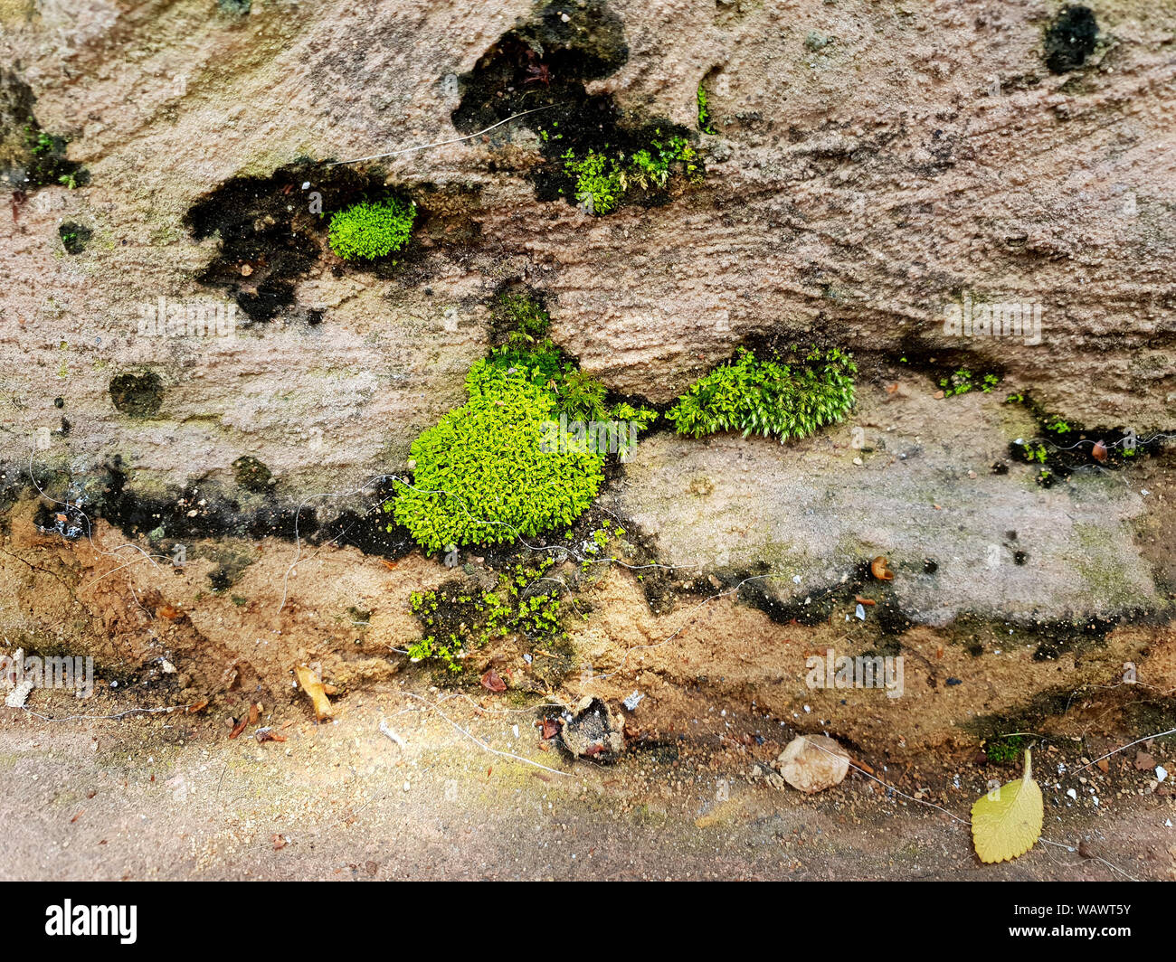 Moss covered rocks, South Africa Stock Photo - Alamy