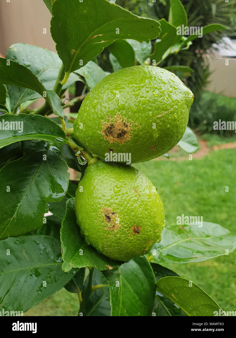 Young lemon tree bearing fruit, South Africa Stock Photo - Alamy