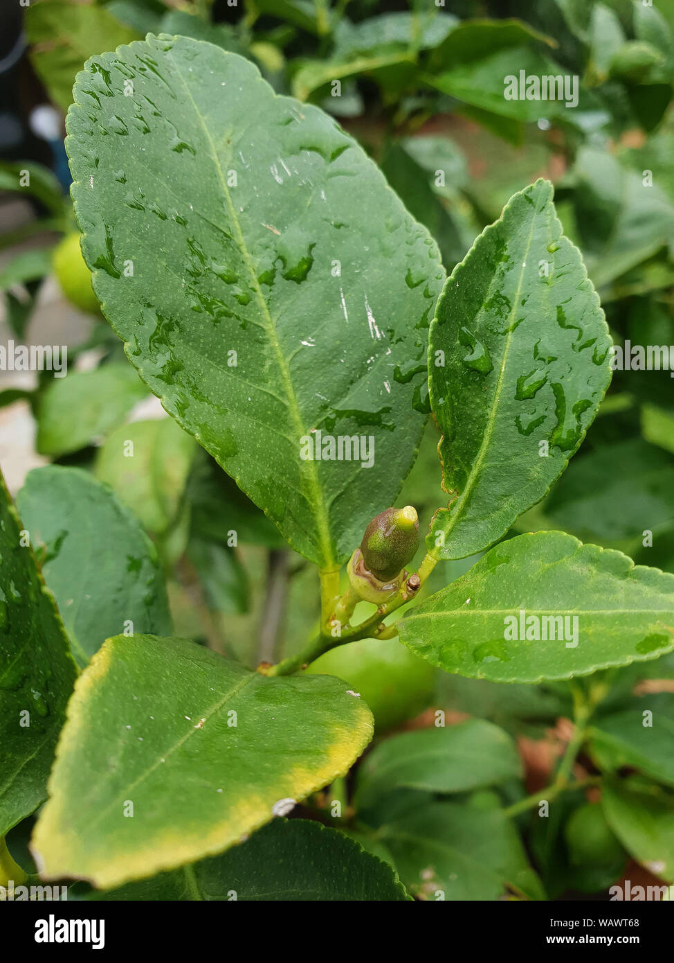 Young lemon tree bearing fruit, South Africa Stock Photo - Alamy