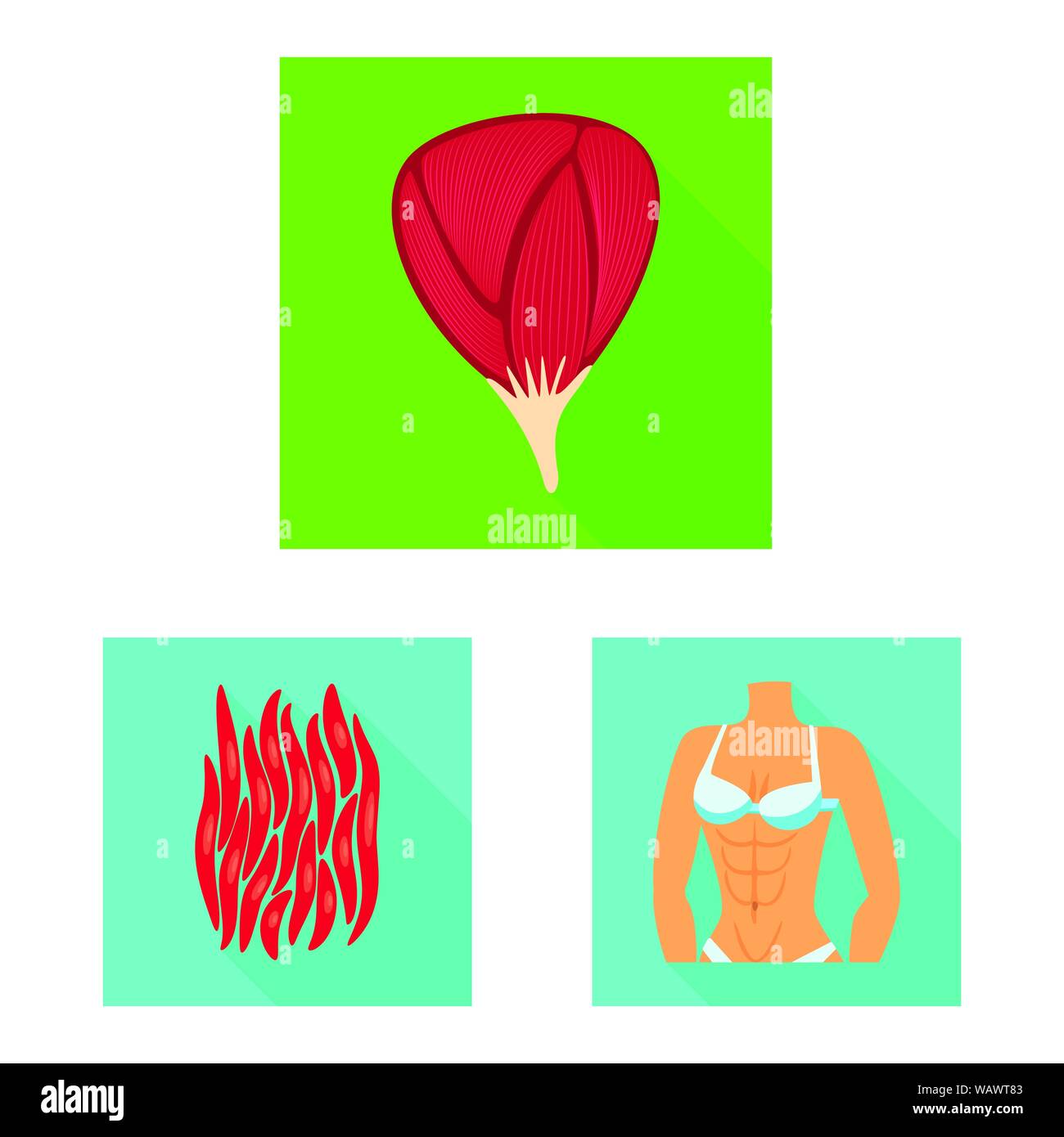 Vector design of muscle and cells sign. Set of muscle and anatomy stock ...