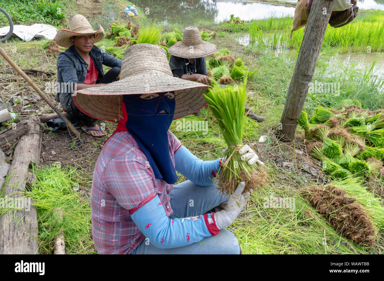 Ricefield workers work in the ricefields to get everything ready for ...