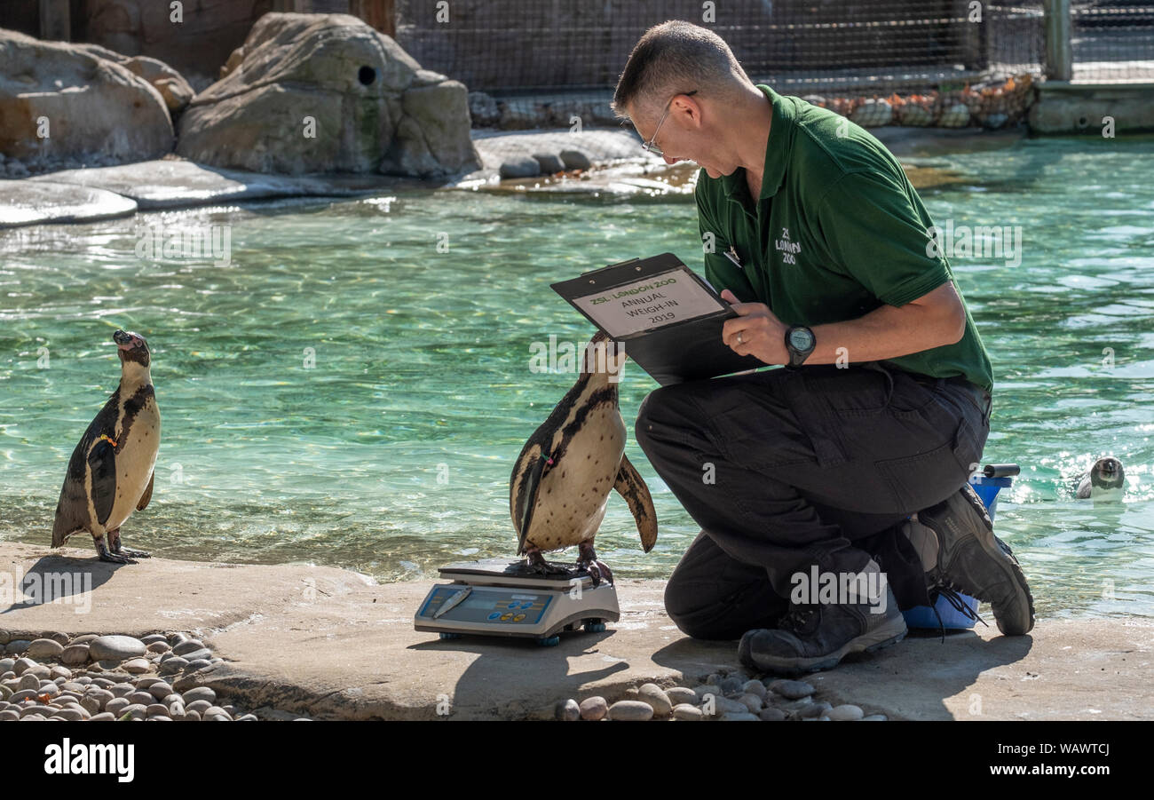 Penguin enclosure london zoo zsl hi-res stock photography and images ...