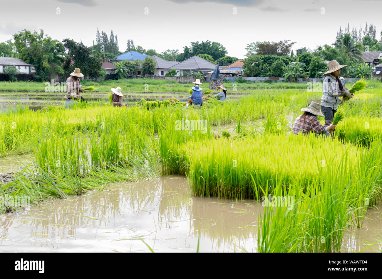 Ricefield workers work in the ricefields to get everything ready for ...