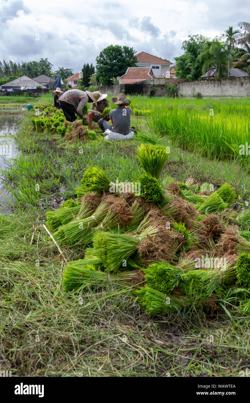 Ricefield workers work in the ricefields to get everything ready for ...