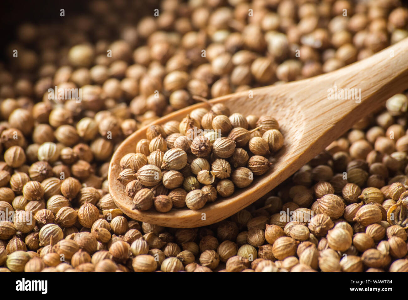cilantro coriander seeds spice Stock Photo - Alamy