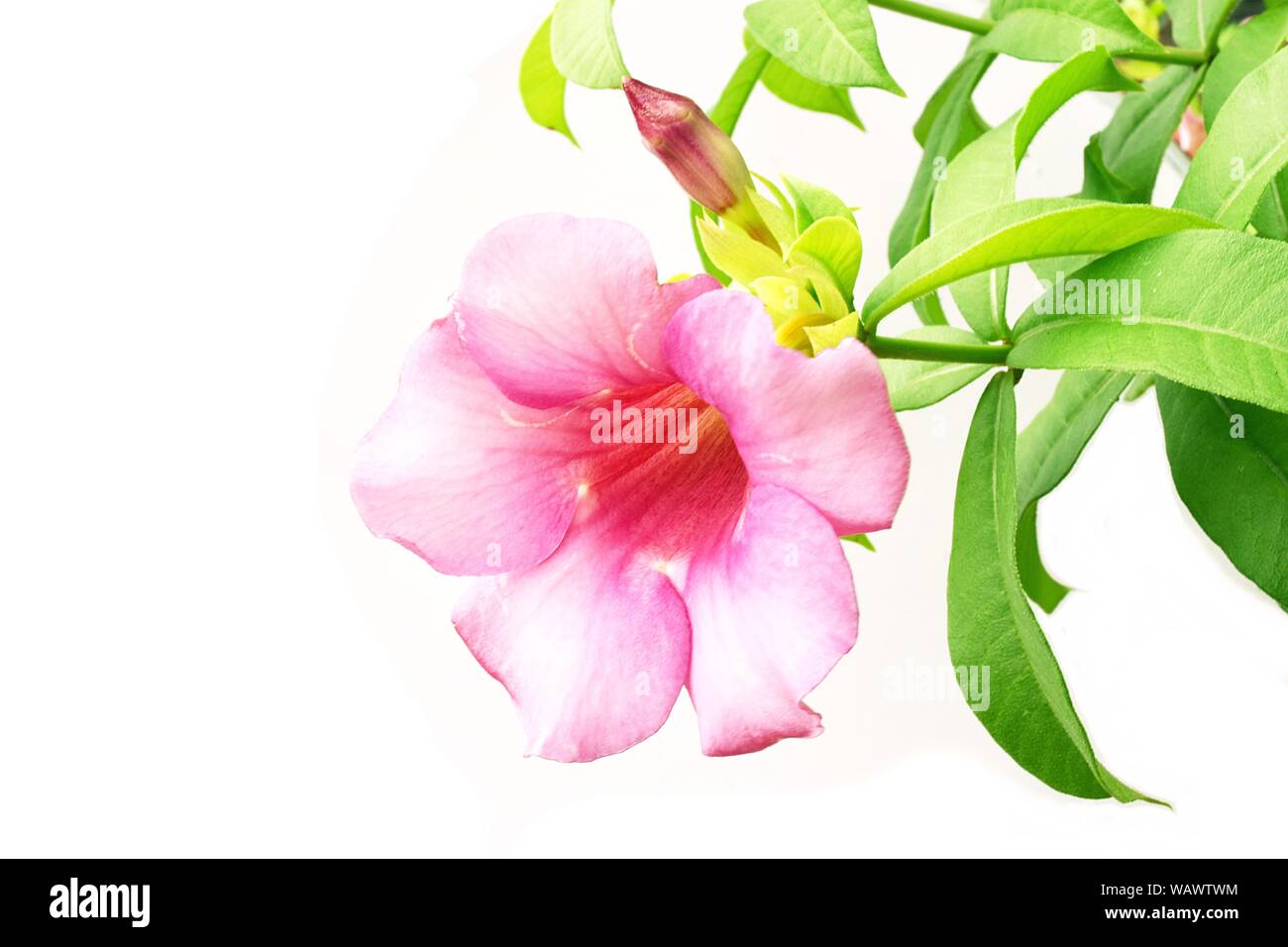 Pink flower blossoming with green leaves isolated on white background ...