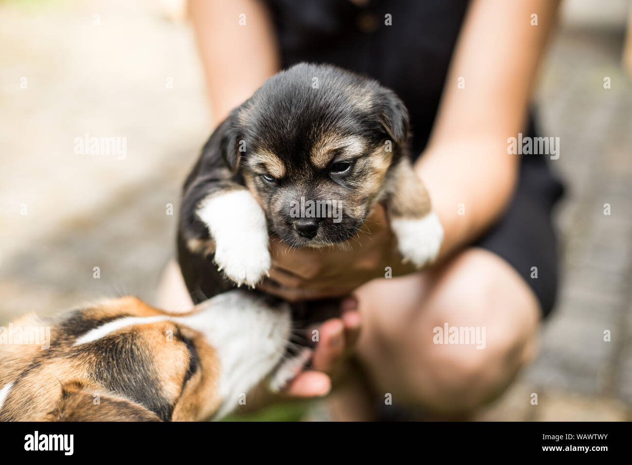 very young dog puppy Stock Photo - Alamy