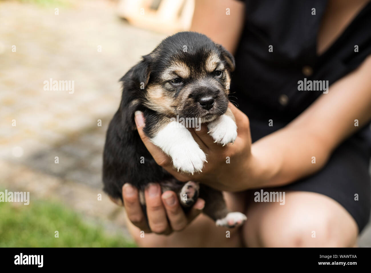 very young dog puppy Stock Photo - Alamy