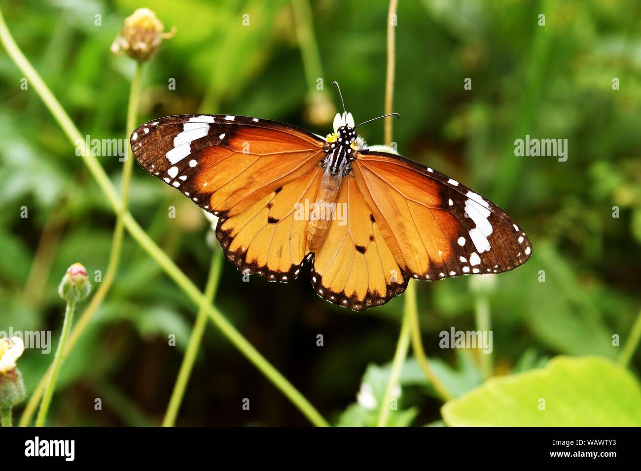 Danaus chrysippus butterfly hi-res stock photography and images - Alamy