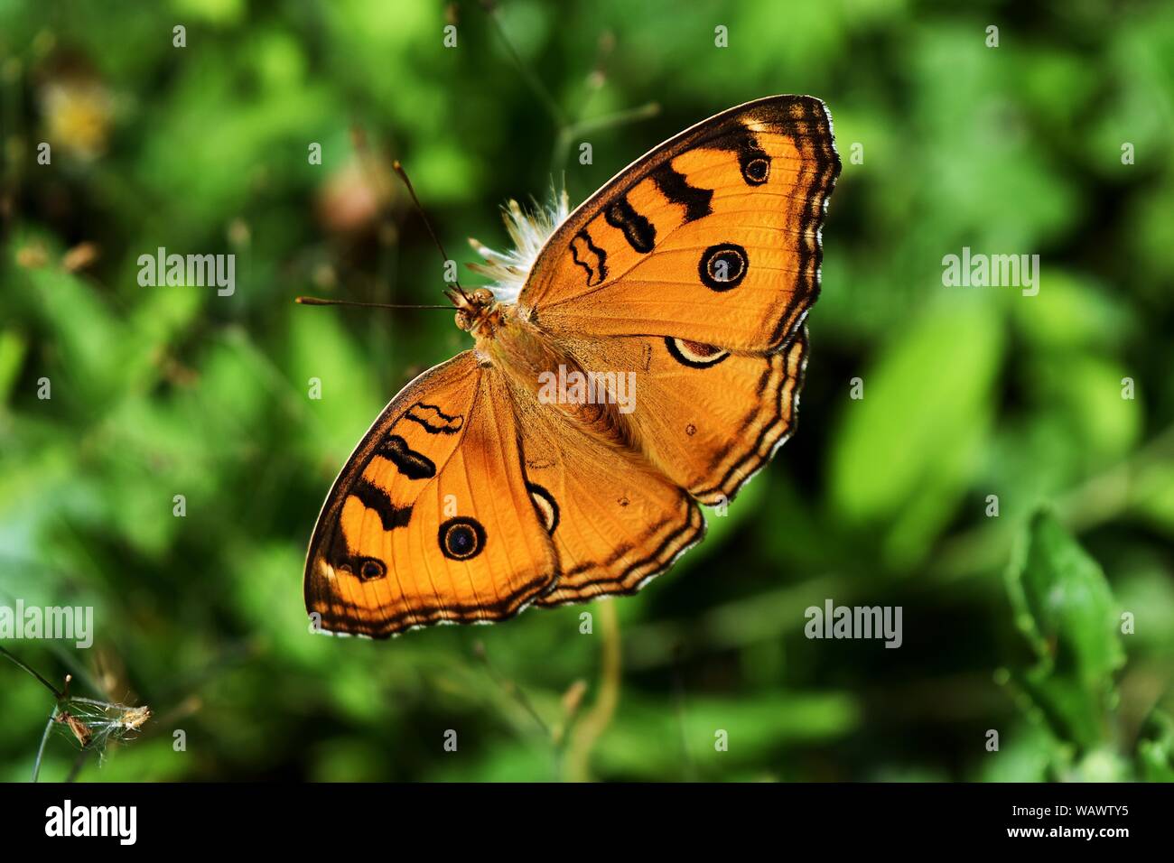 The Peacock Pansy, Junonia almana, Pattern similar to the eyes on the ...