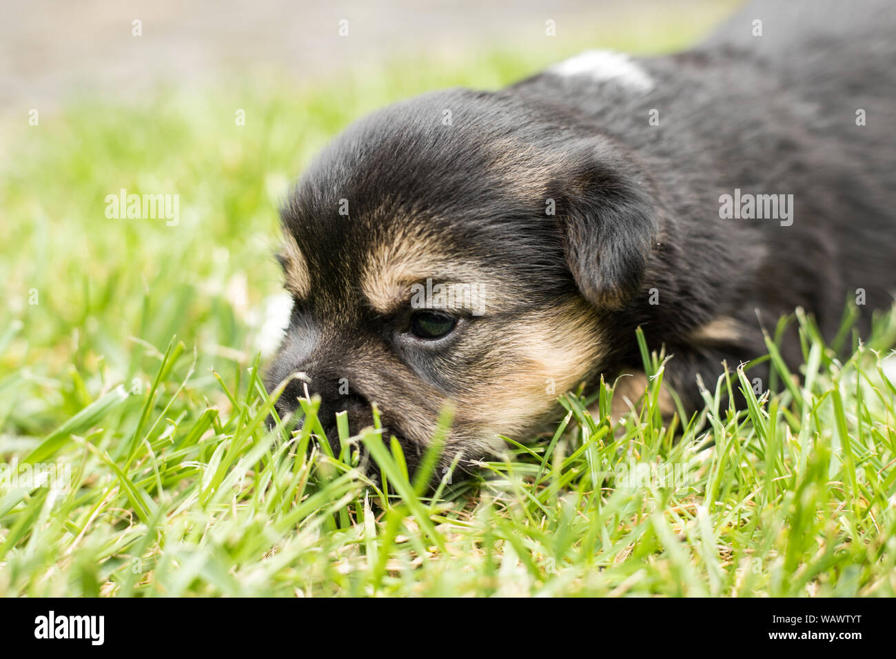 very young dog puppy Stock Photo - Alamy