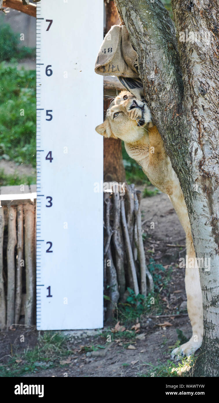 Zls london zoo hi-res stock photography and images - Alamy