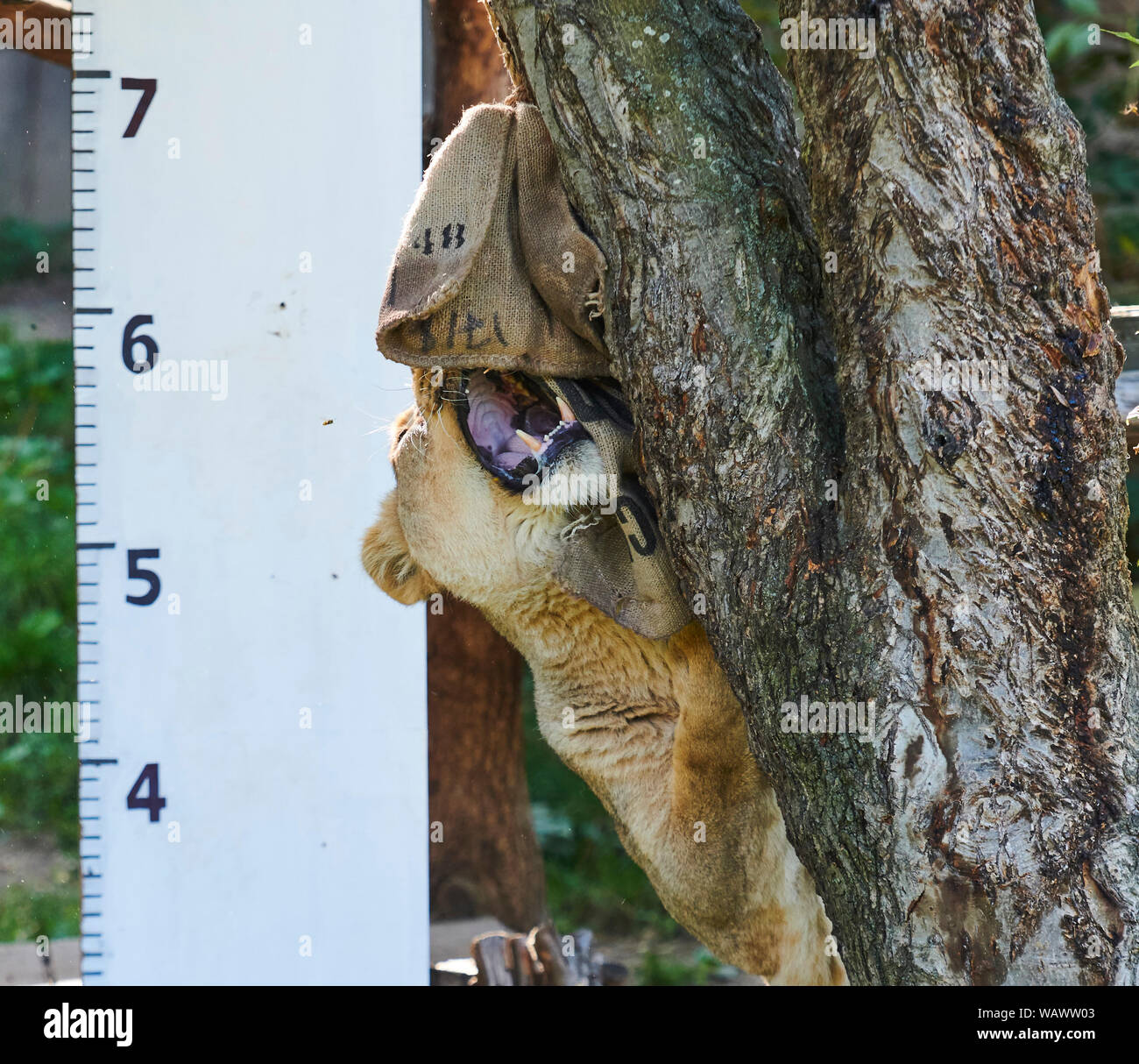 Zls london zoo hi-res stock photography and images - Alamy