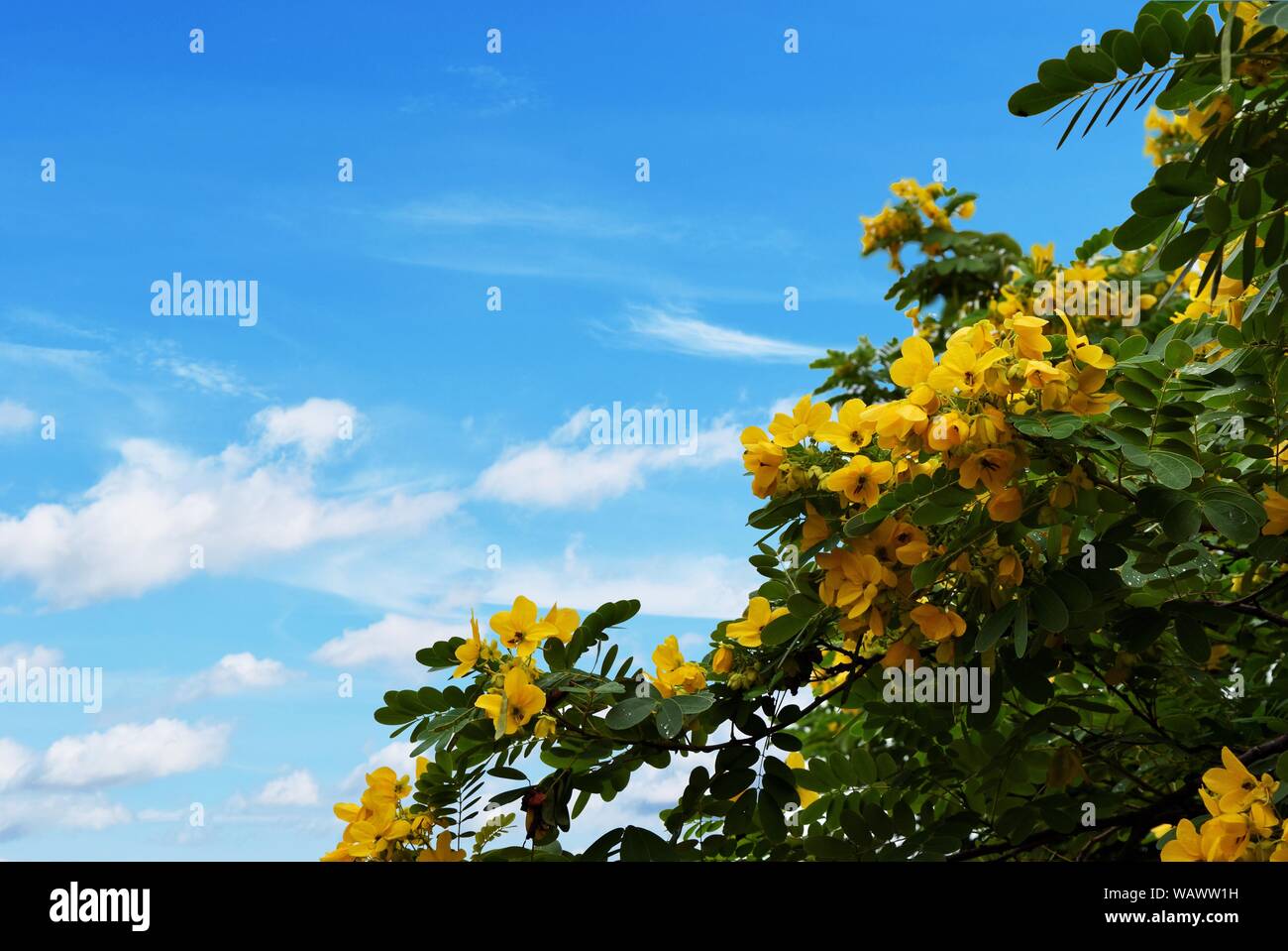 Bush green leaves filled with many bright yellow flowers of ...