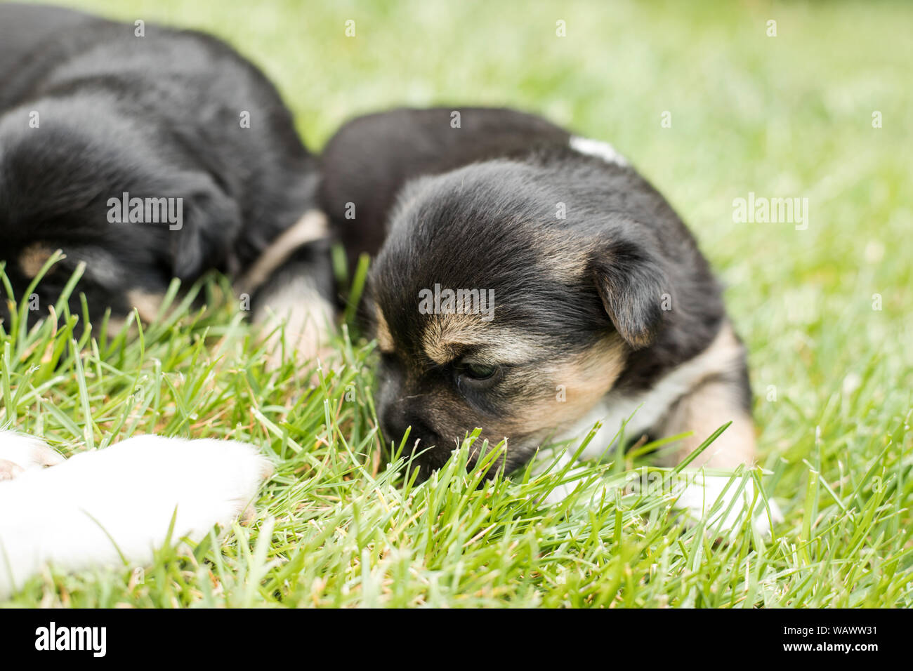 very young dog puppy Stock Photo - Alamy