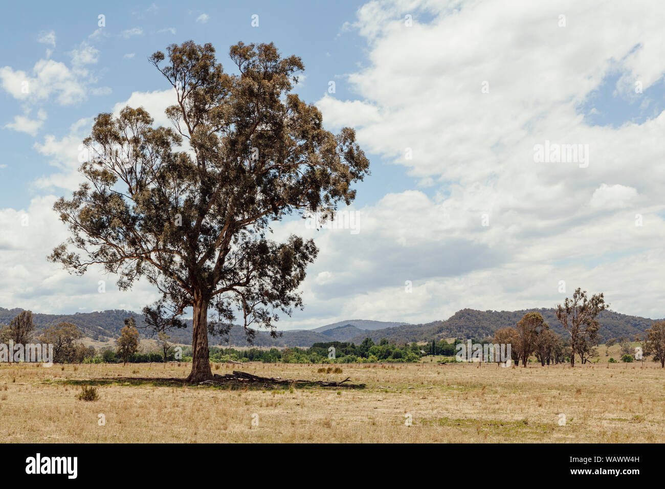 Tree in the Capertee Valley, NSW, Australia Stock Photo - Alamy