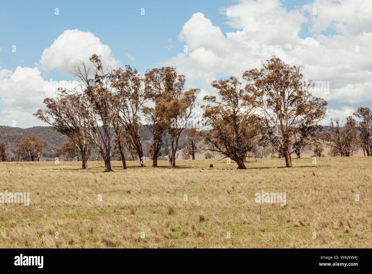Trees in the Capertee Valley, NSW, Australia Stock Photo - Alamy