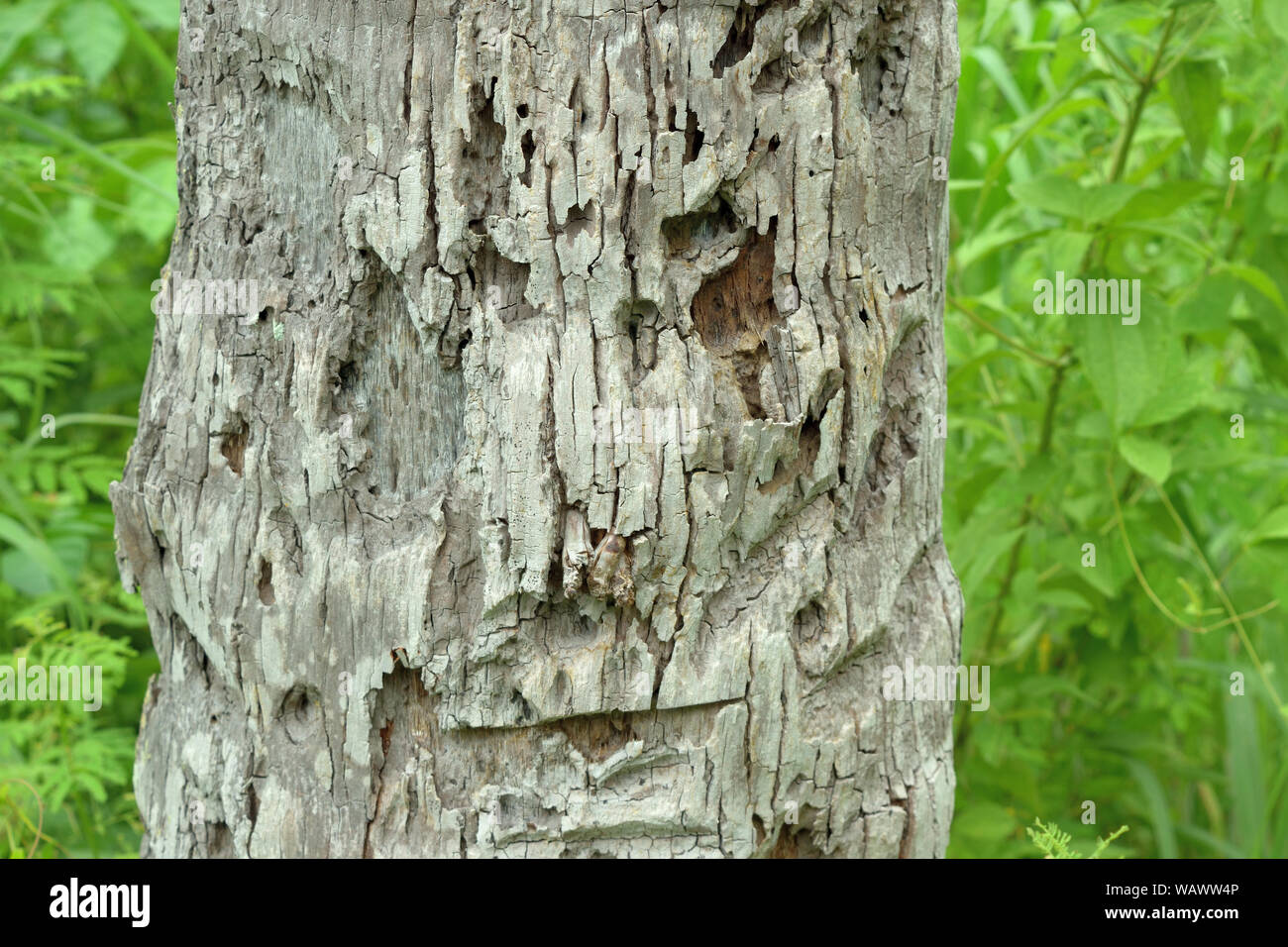 Scary face tree hi-res stock photography and images - Alamy