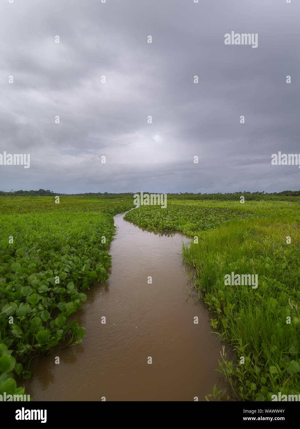 Water track in tropical bogs of South America Stock Photo - Alamy