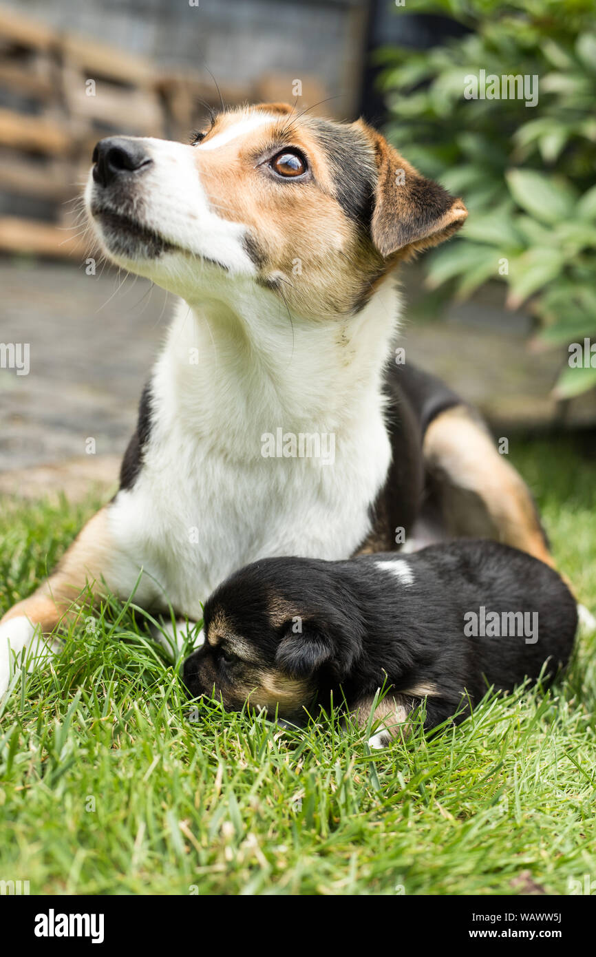 very young dog puppy Stock Photo - Alamy