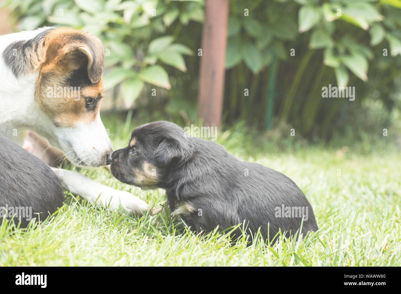 very young dog puppy Stock Photo - Alamy