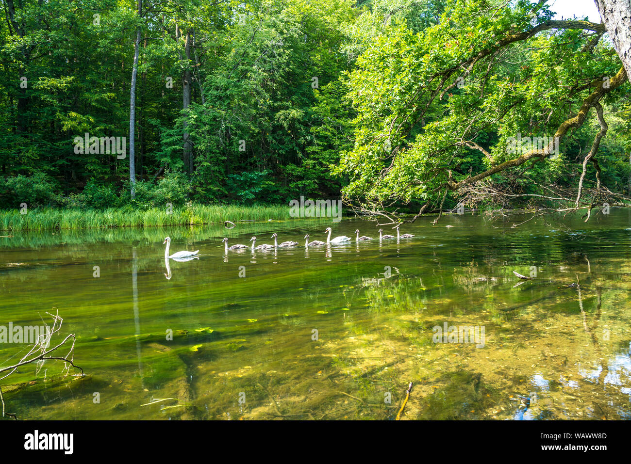 Schwan schwane swans hi-res stock photography and images - Alamy