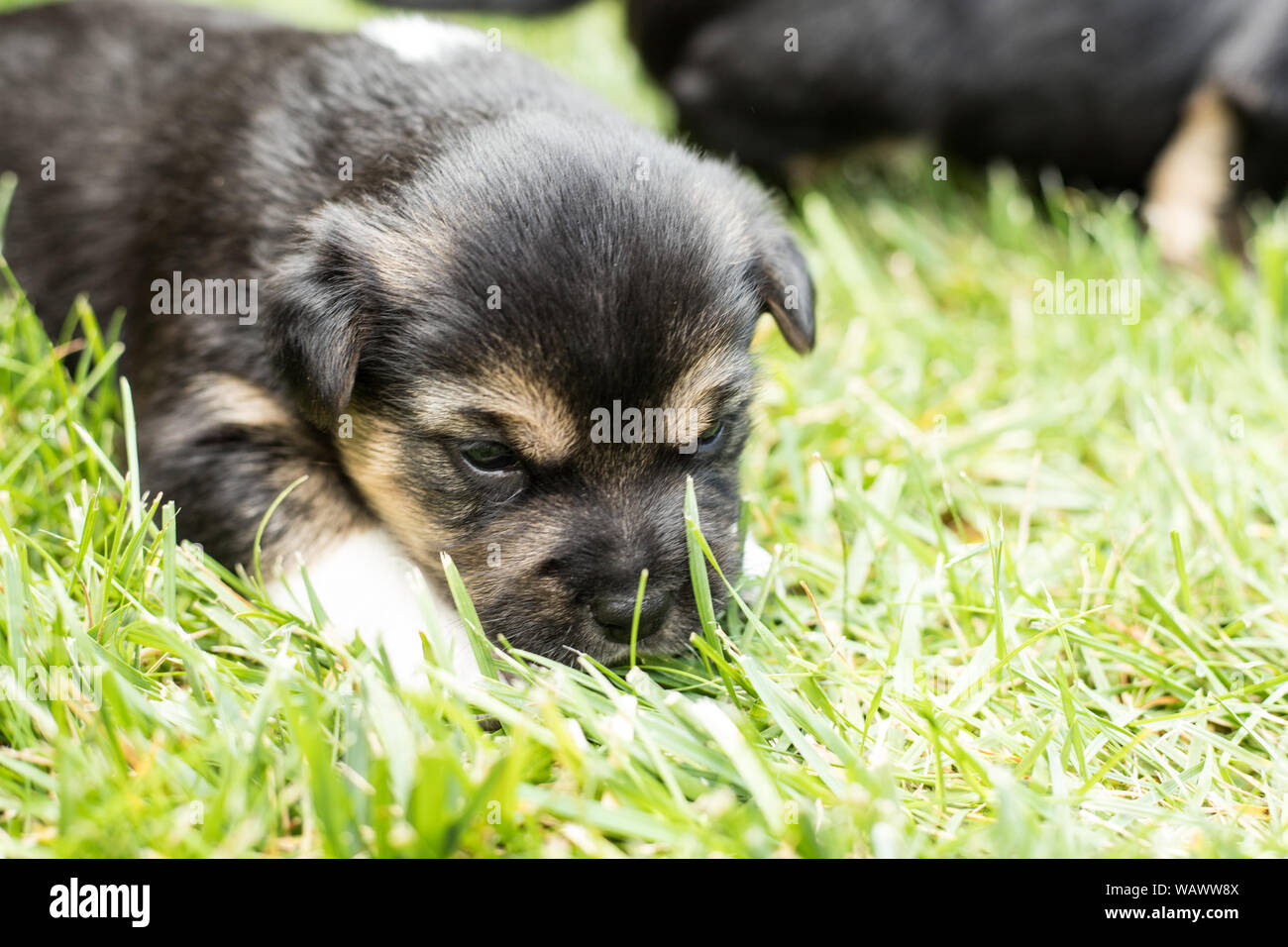 very young dog puppy Stock Photo - Alamy