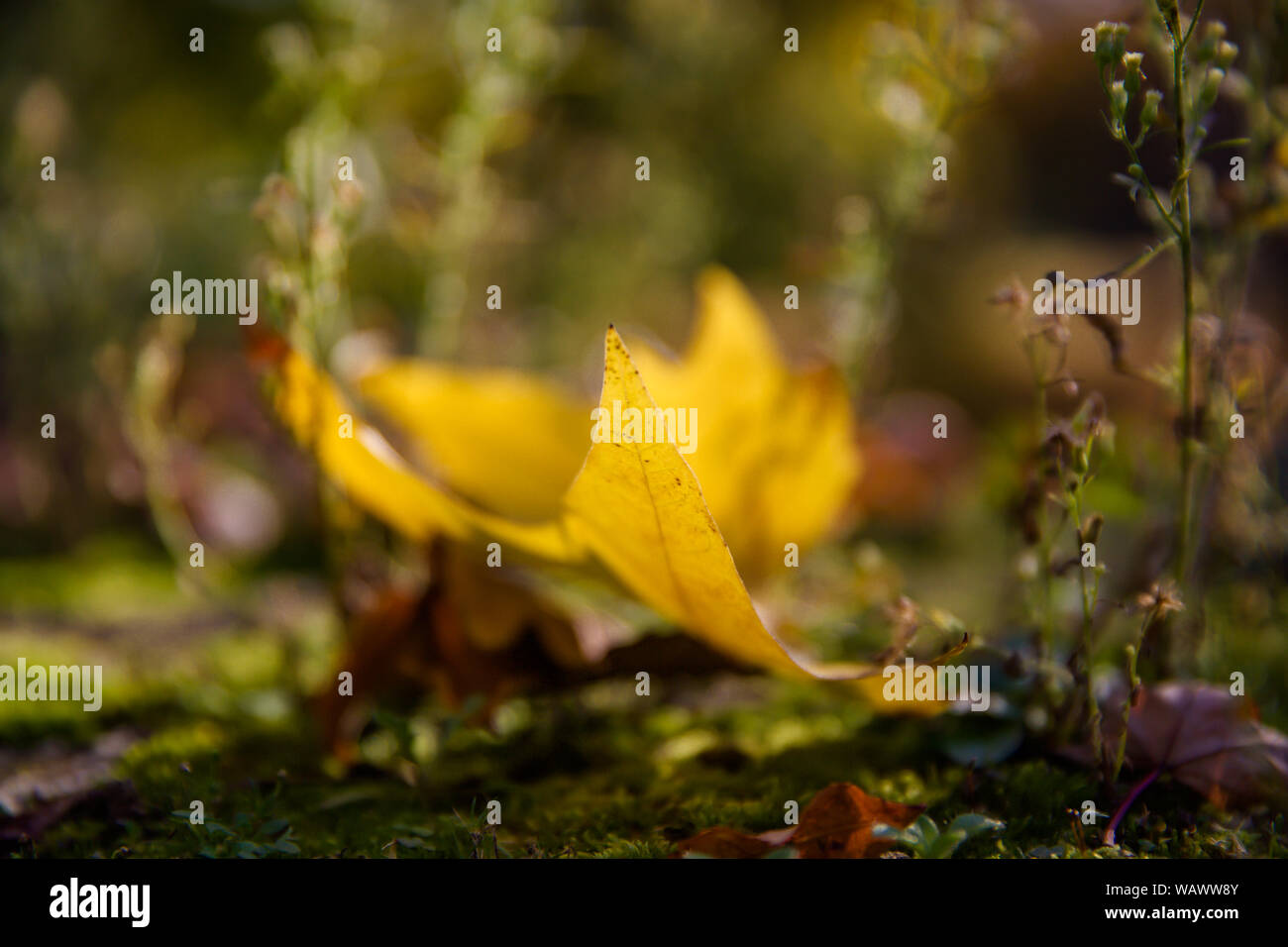 Autumn in Germany Stock Photo - Alamy
