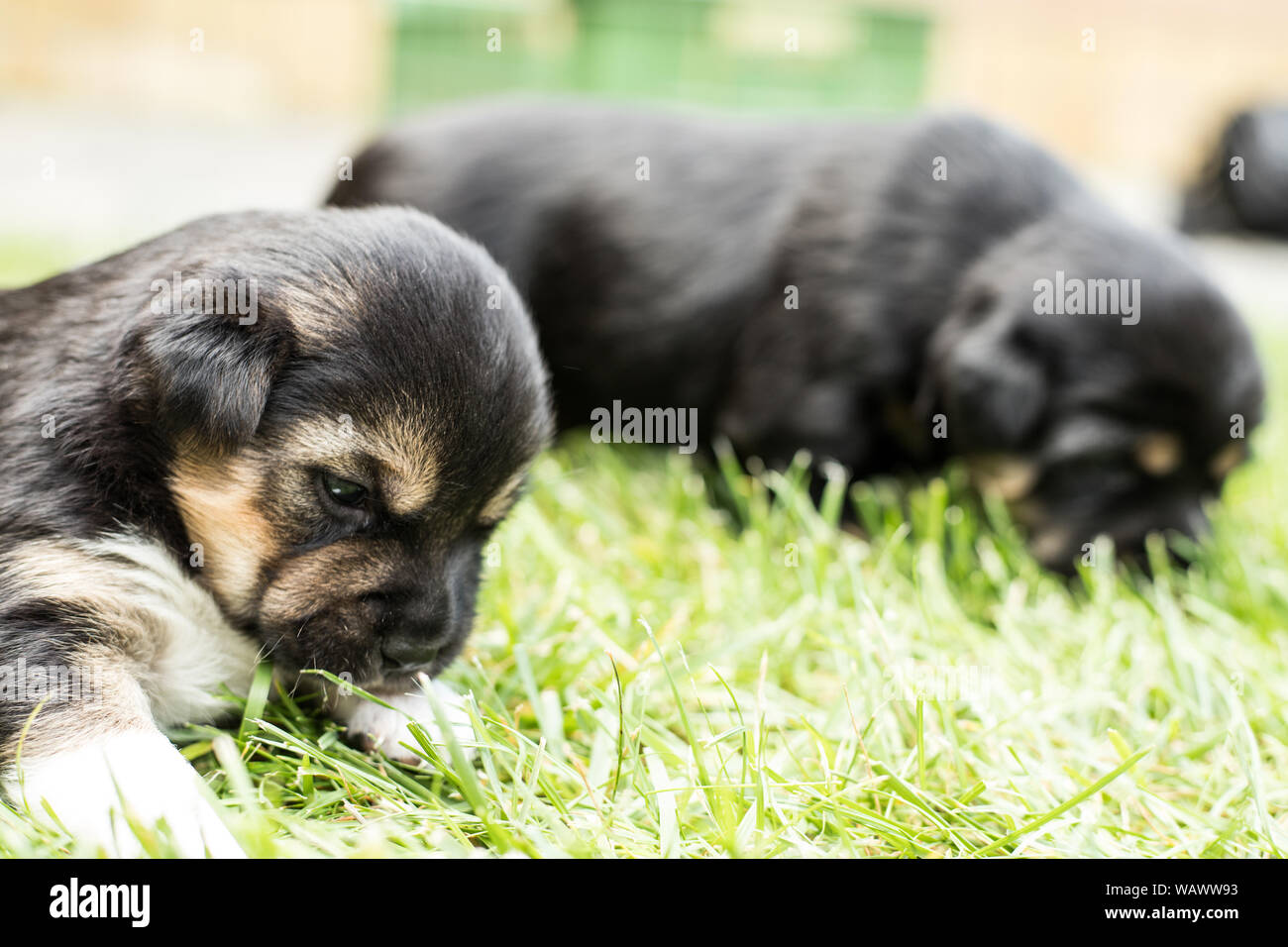 very young dog puppy Stock Photo - Alamy