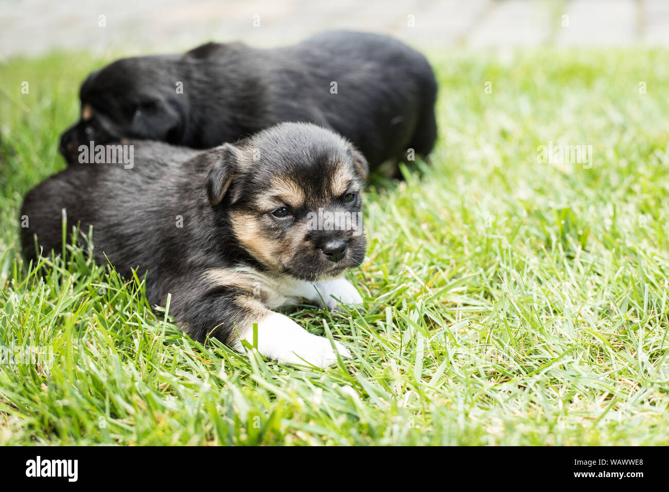 very young dog puppy Stock Photo - Alamy