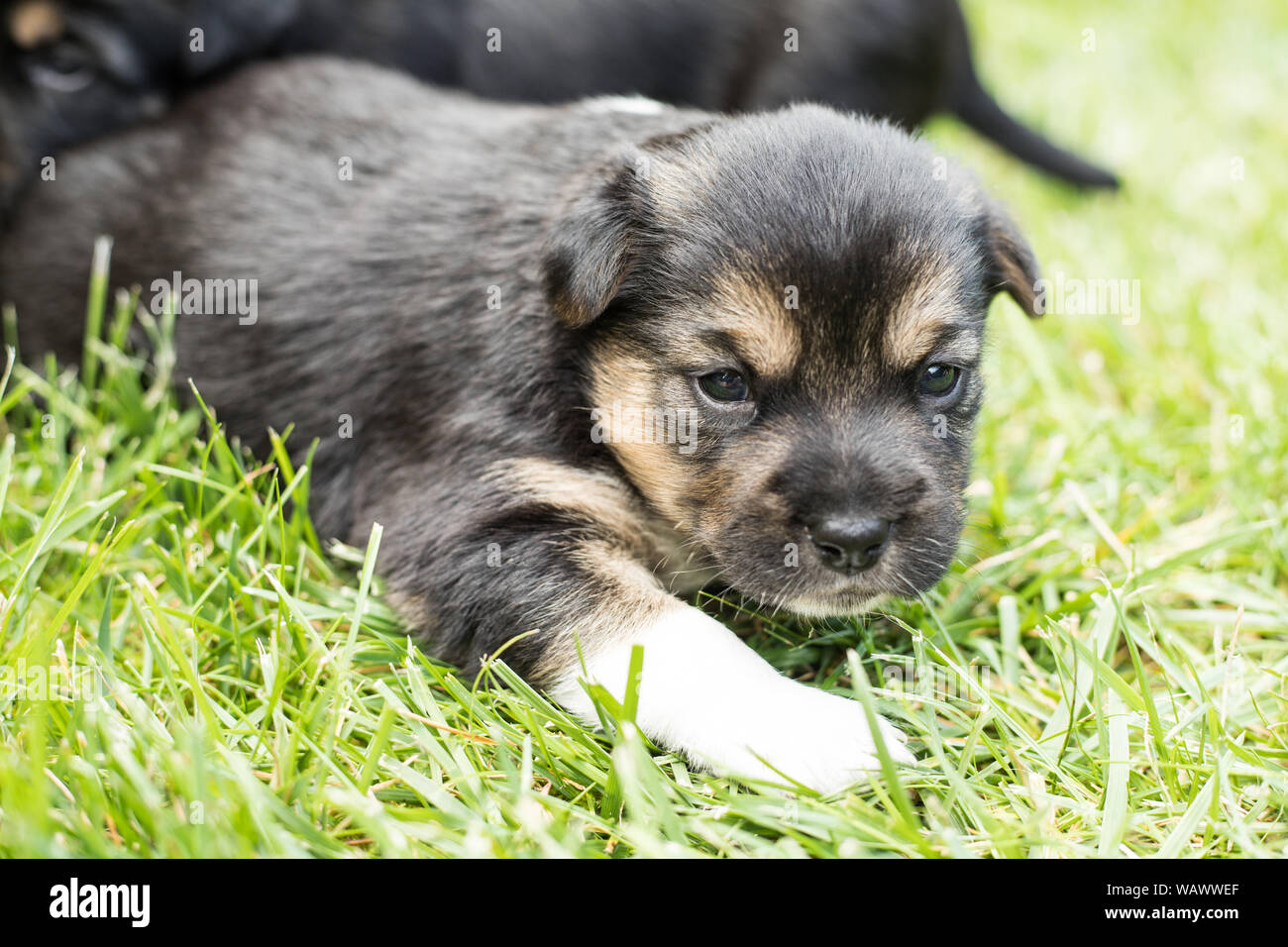 very young dog puppy Stock Photo - Alamy