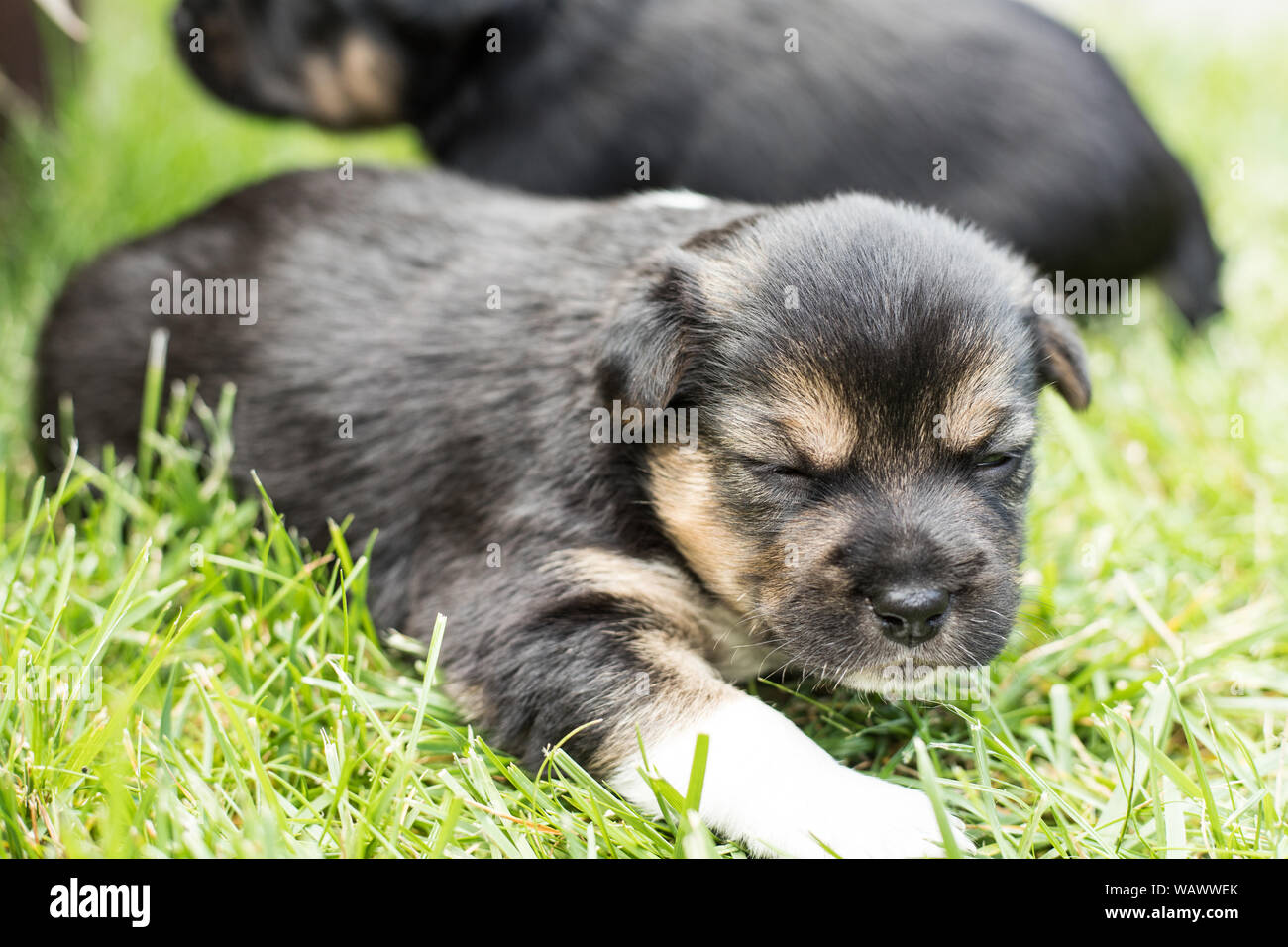 very young dog puppy Stock Photo - Alamy