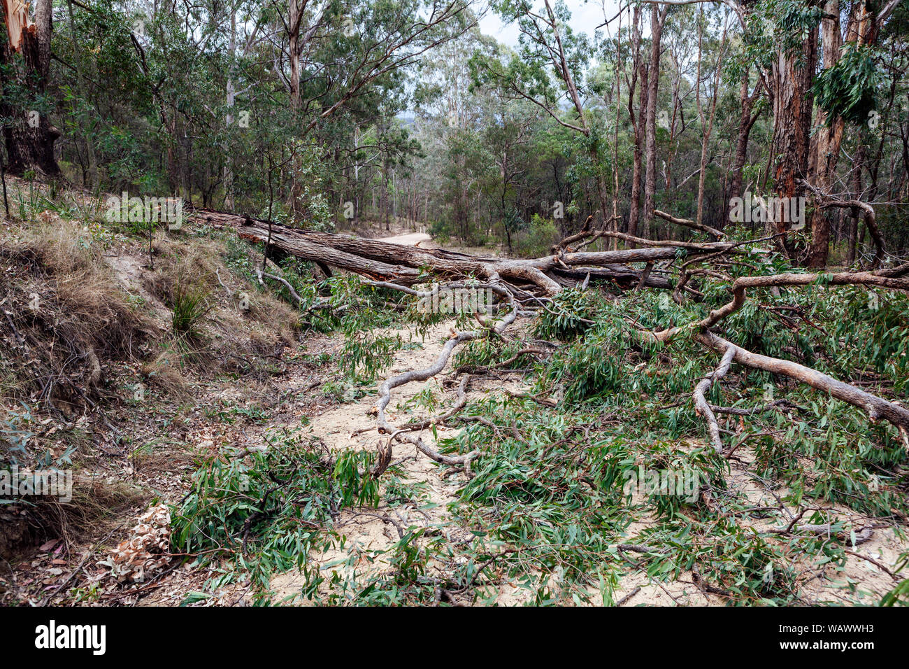 Fallen tree blocking rural road in Capertee Valley, NSW, Australia ...
