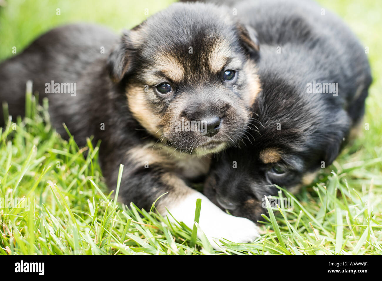 very young dog puppy Stock Photo - Alamy