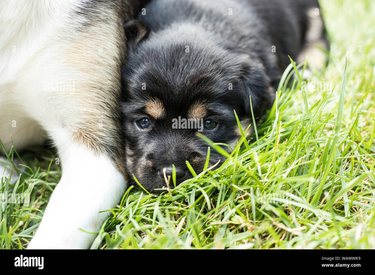 very young dog puppy Stock Photo - Alamy