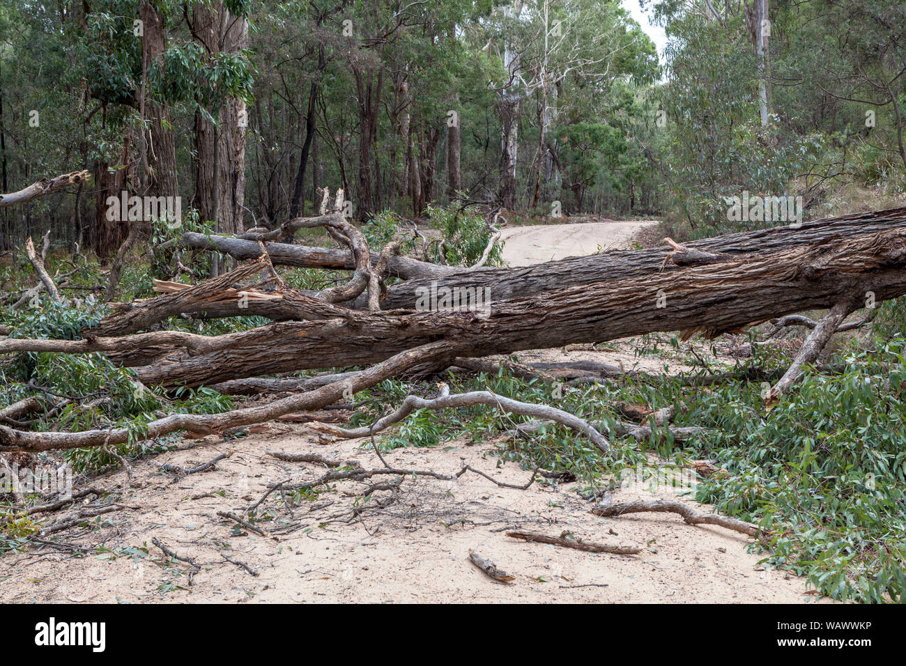 Fallen tree blocking rural road in Capertee Valley, NSW, Australia ...