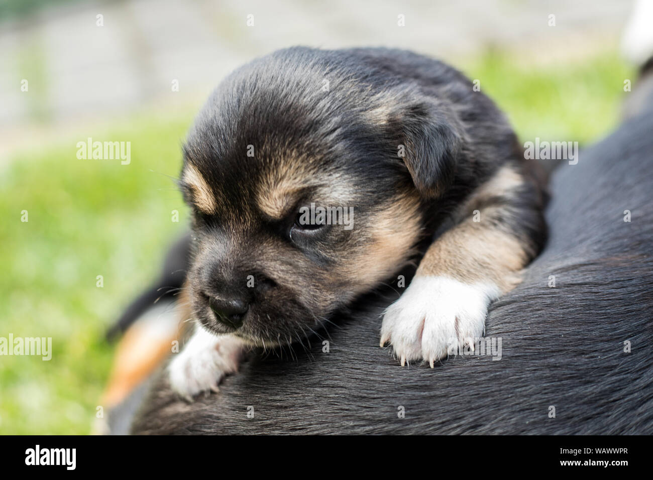 very young dog puppy Stock Photo - Alamy