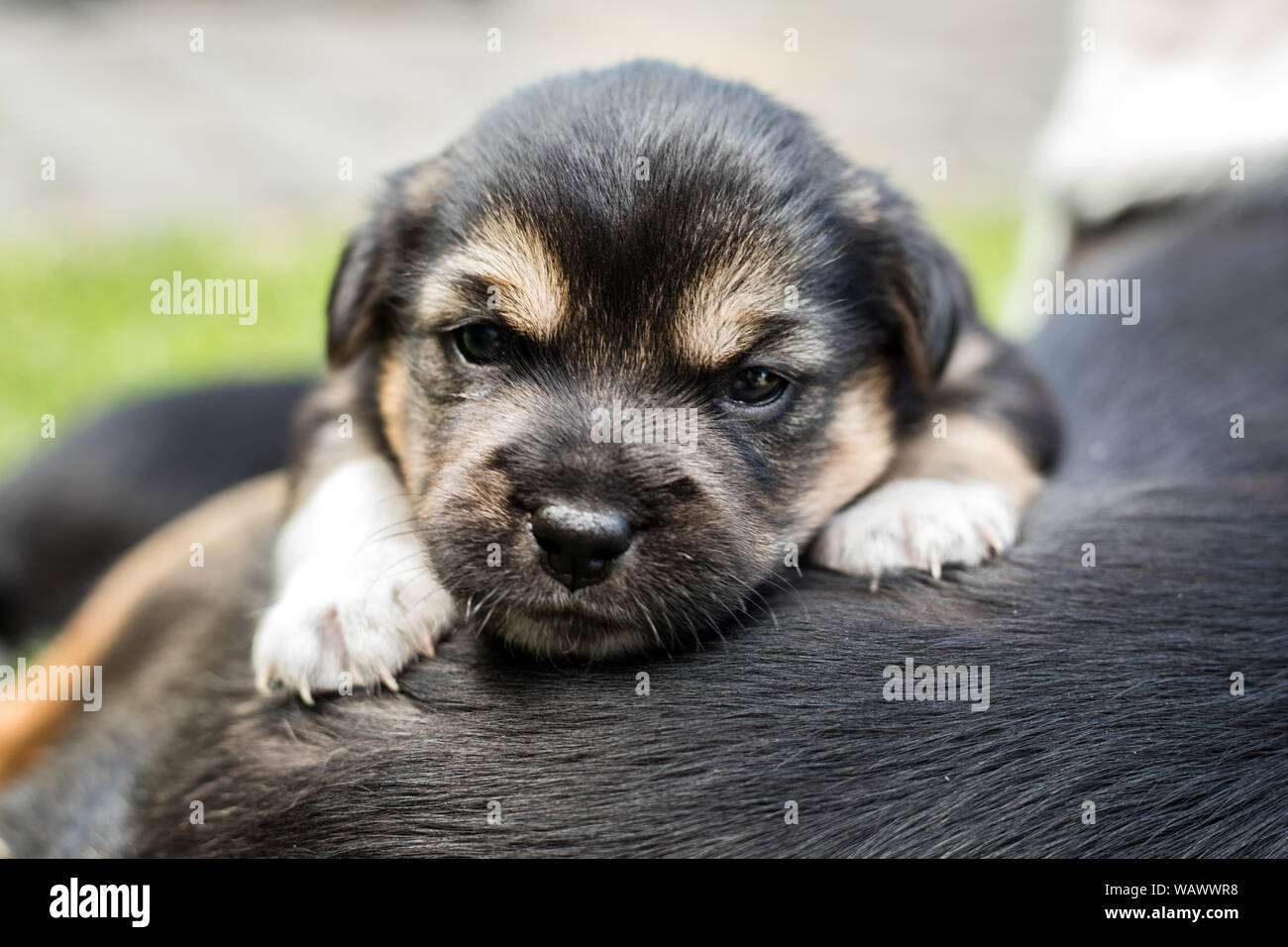 very young dog puppy Stock Photo - Alamy