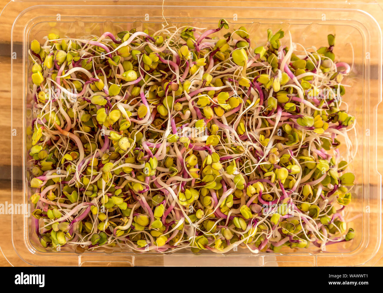 Chinese radish China Rose Sprouts Stock Photo - Alamy