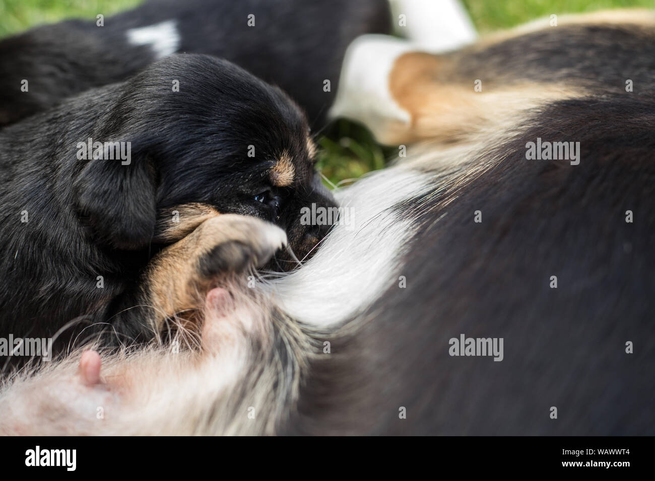 very young dog puppy Stock Photo - Alamy