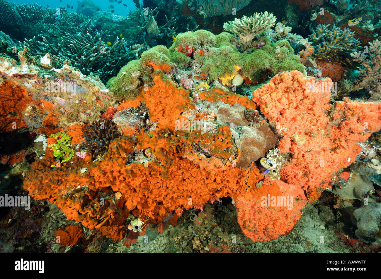 Encrusting sponges hi-res stock photography and images - Alamy