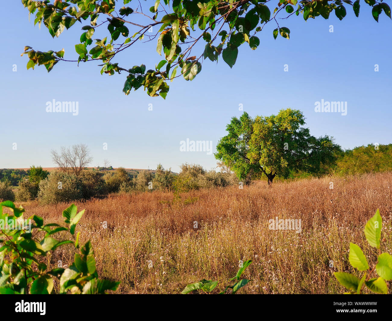 Autumn season landscape with a tree in a meadow of dry grass and hay ...
