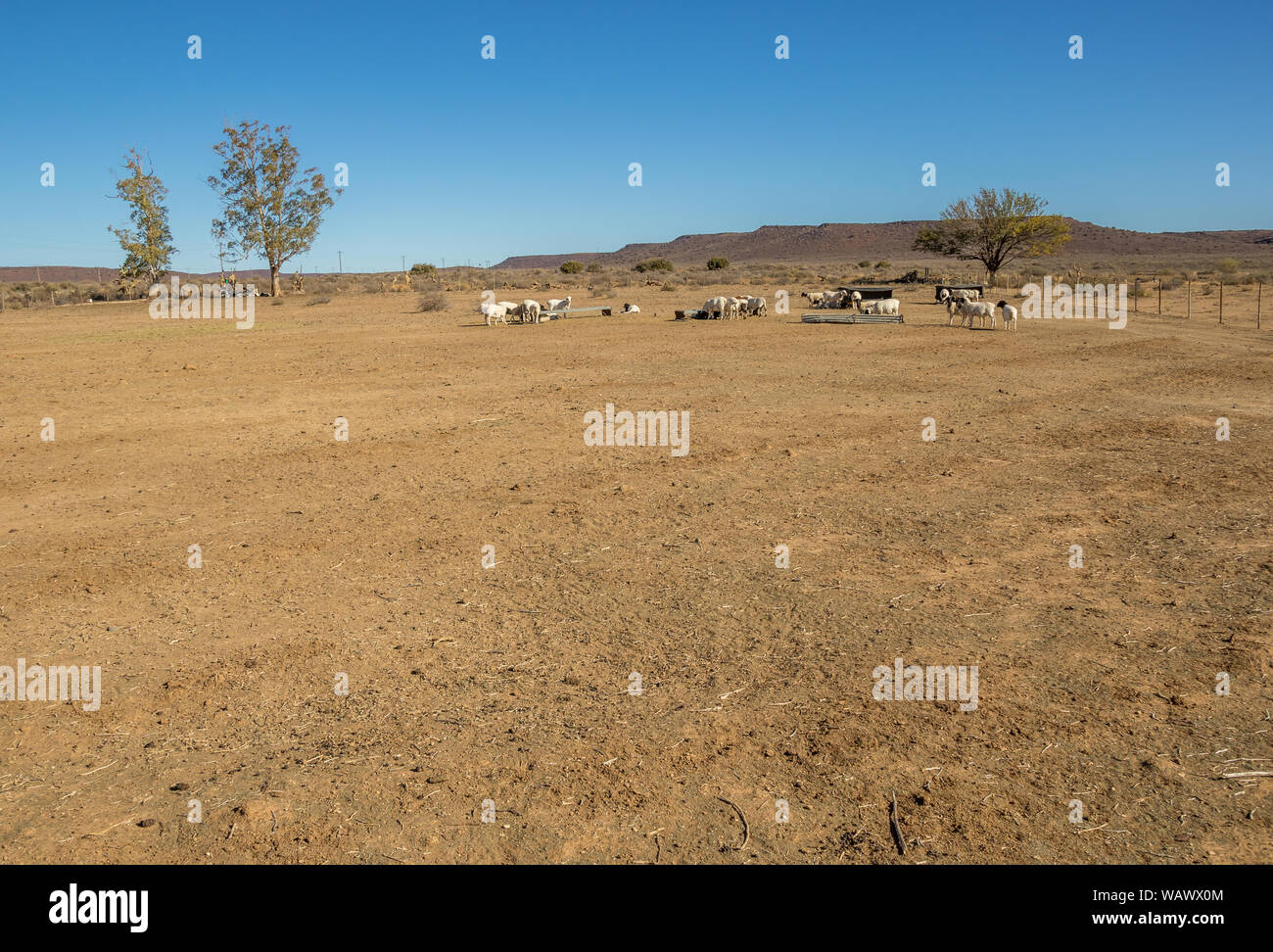 Itchy sheep hi-res stock photography and images - Alamy