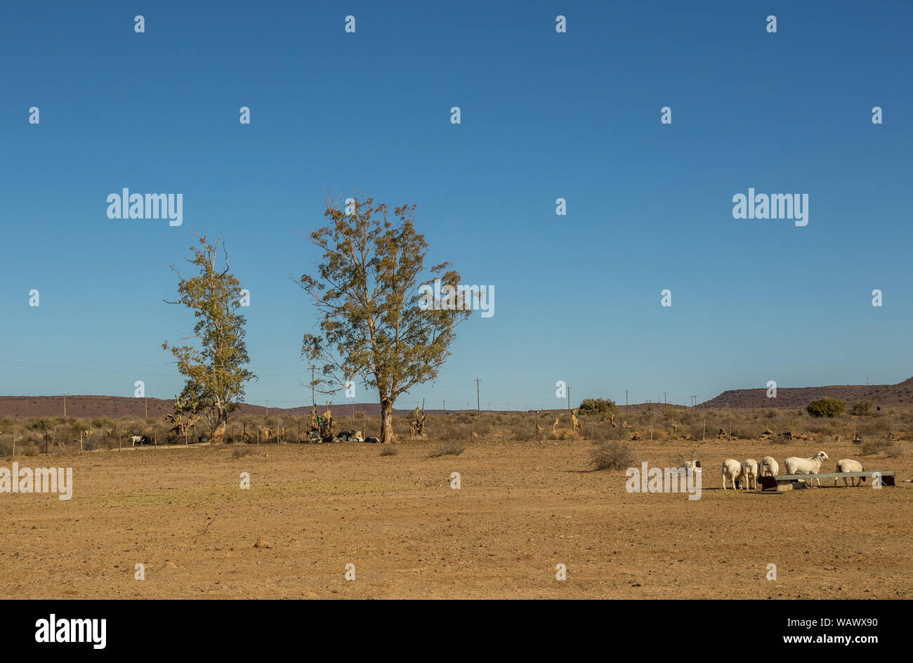 Sheep in an arid paddock on a farm in the Great Karoo region in central ...
