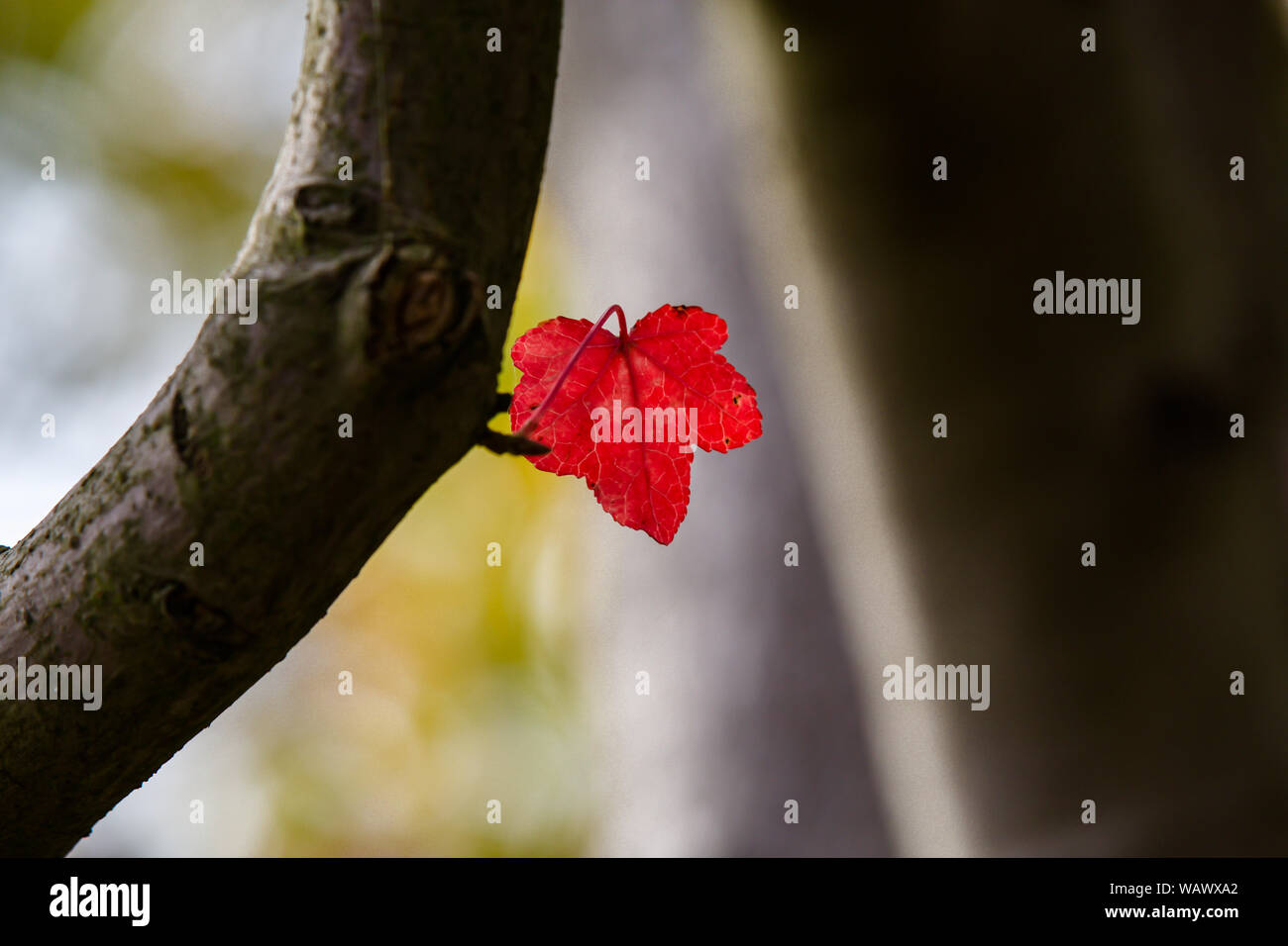 Autumn in Germany Stock Photo - Alamy