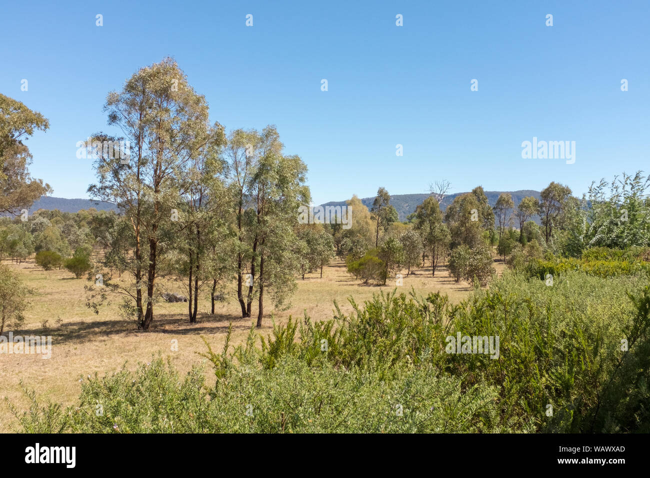 Trees and natural bush land in the Capertee Valley, NSW, Australia ...
