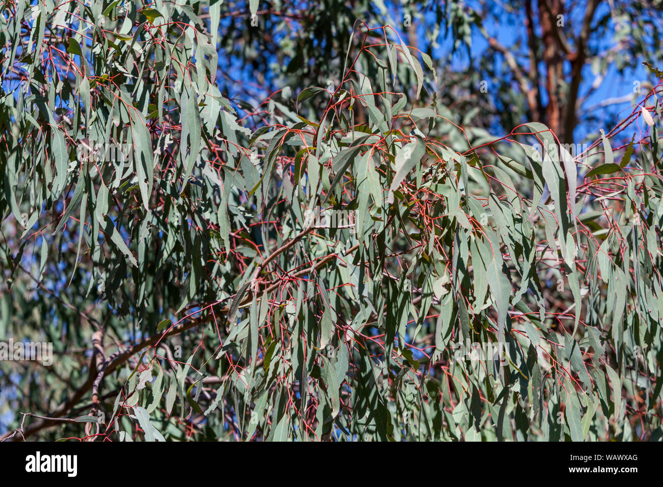 Eucalyptus leaves on a tree, Capertee Valley, NSW, Australia Stock ...